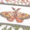 Moth Keeper's Journal Quilt Kit | Alice Caroline